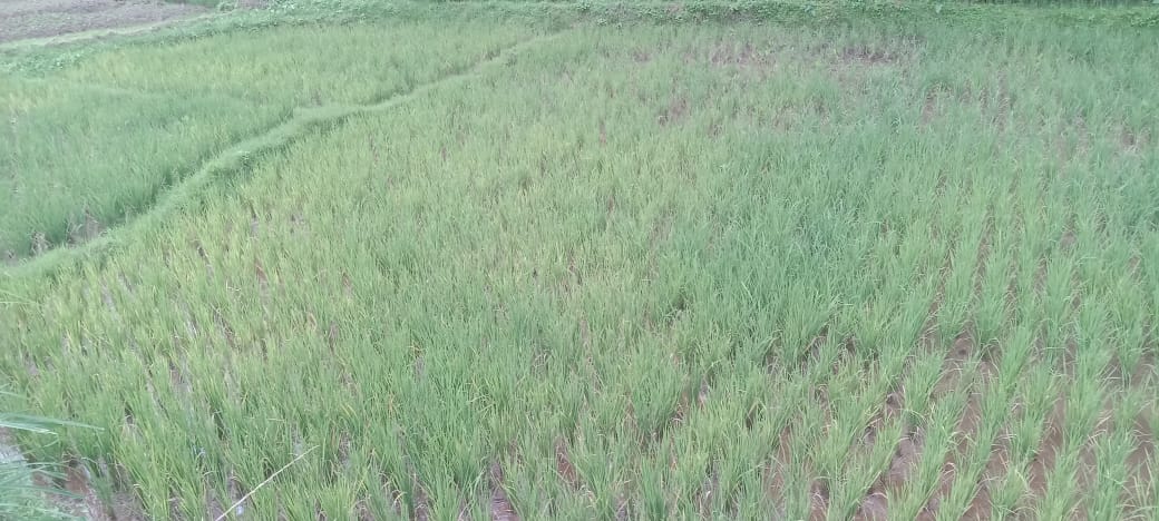 InfoPublik - Petani di Aekbolon Resah, Tanaman Padi Diserang Hama Penyakit InfoPublik - Petani di Aekbolon Resah, Tanaman Padi Diserang Hama Penyakit