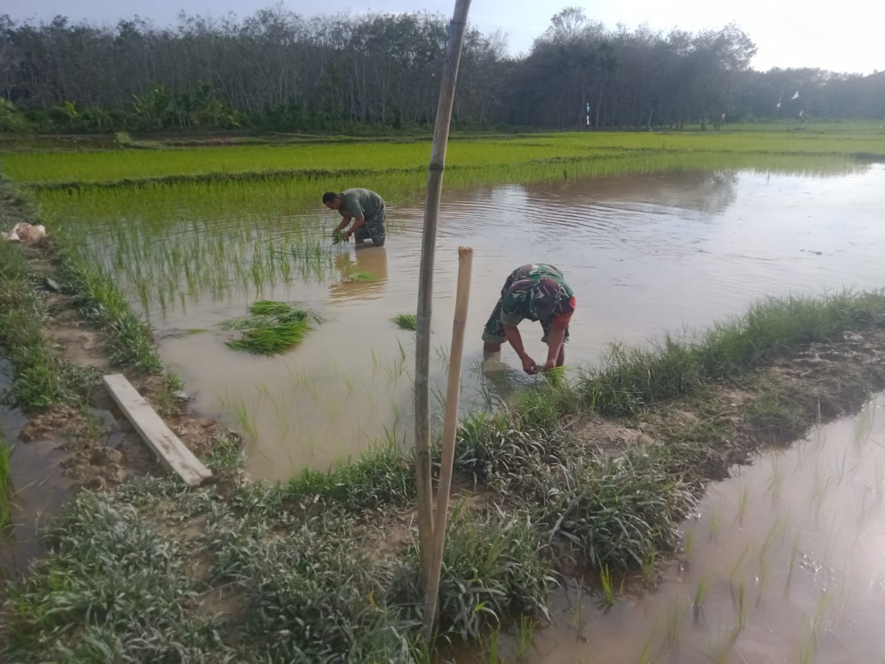 InfoPublik - Tingkatkan Ketahanan Pangan, Babinsa Bantu Petani Tanam Padi InfoPublik - Tingkatkan Ketahanan Pangan, Babinsa Bantu Petani Tanam Padi